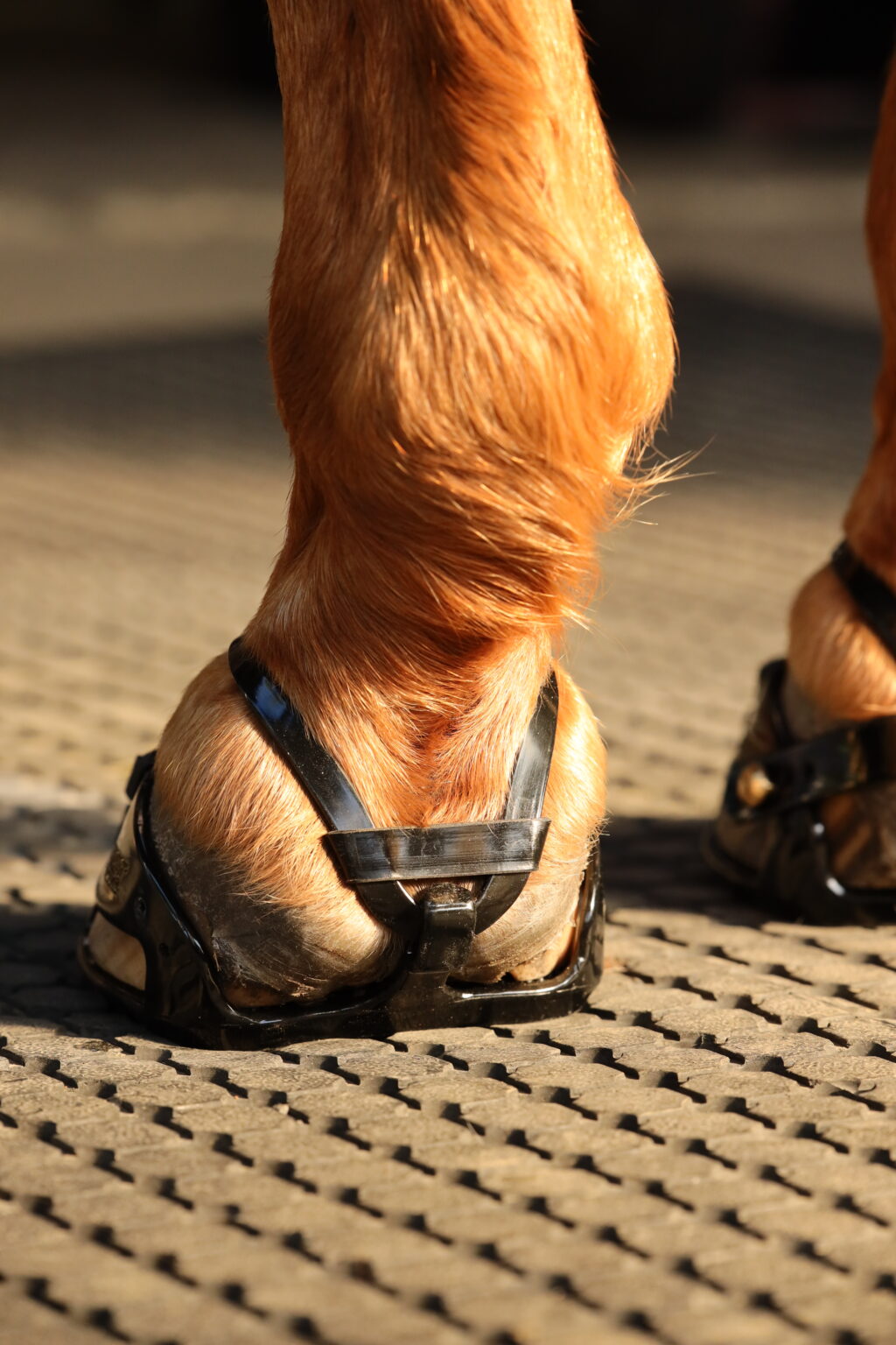 Scootboot Adjust (Enduro) - Hufschuhshop.at