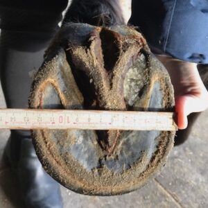 Scoot Boots Größenbestimmung und Beratung - welche Größe passt?